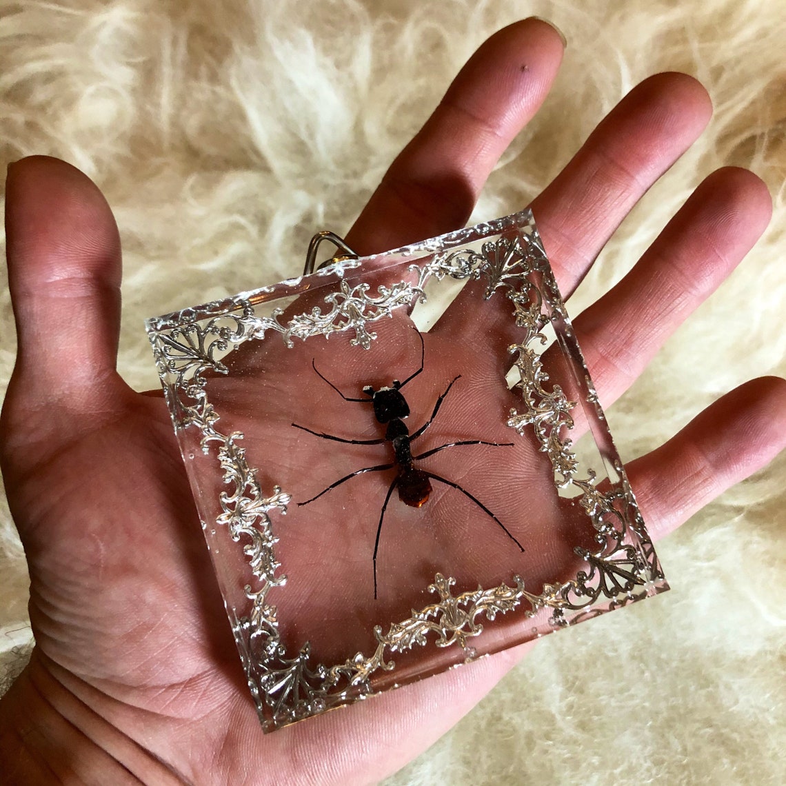 Giant Soldier Ant in Lucite Shadowbox - Etsy