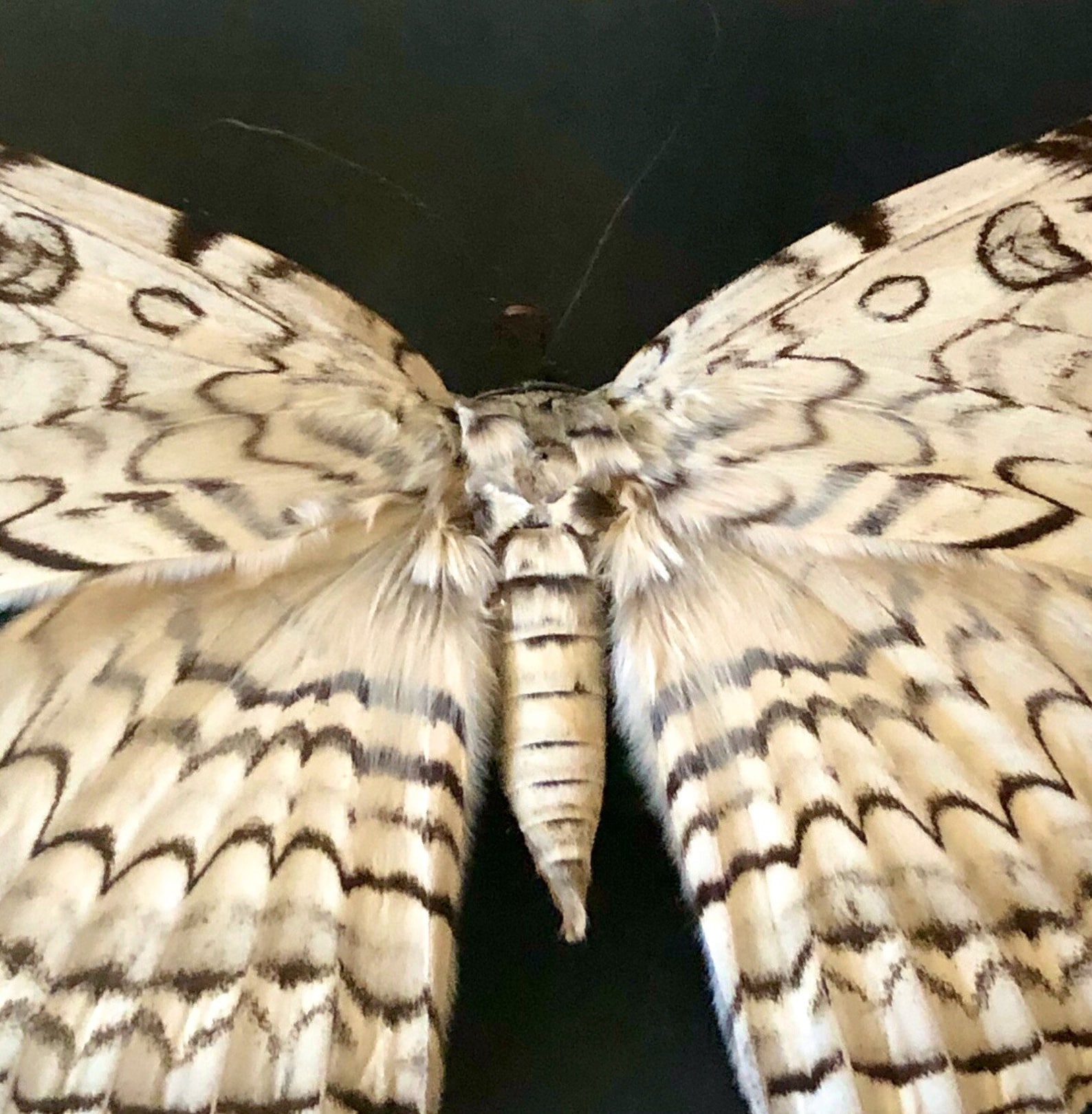 White Witch Moth in Black Shadowbox | Etsy