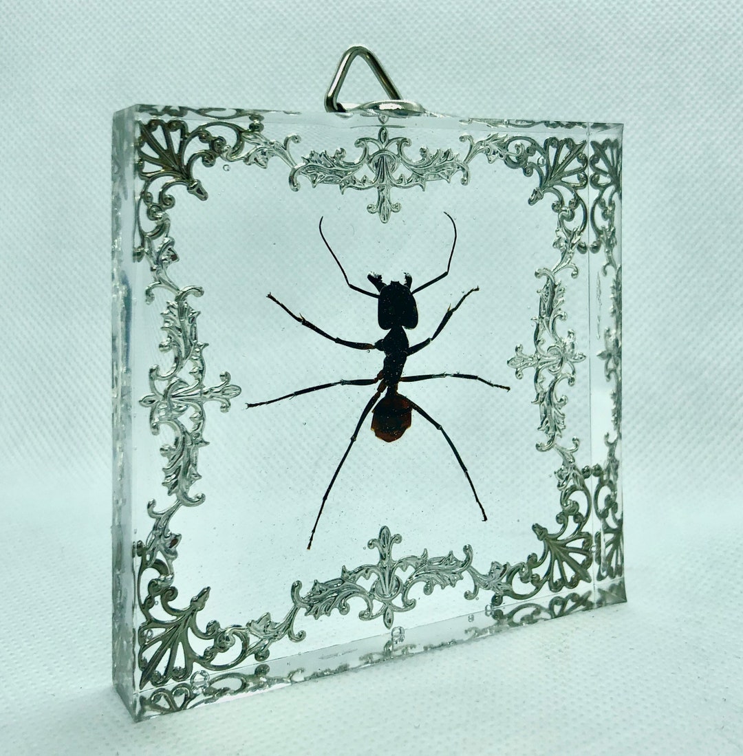 Giant Soldier Ant in Lucite Shadowbox - Etsy
