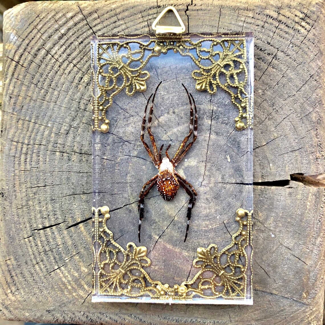 Spider in Lucite Shadowbox - Etsy