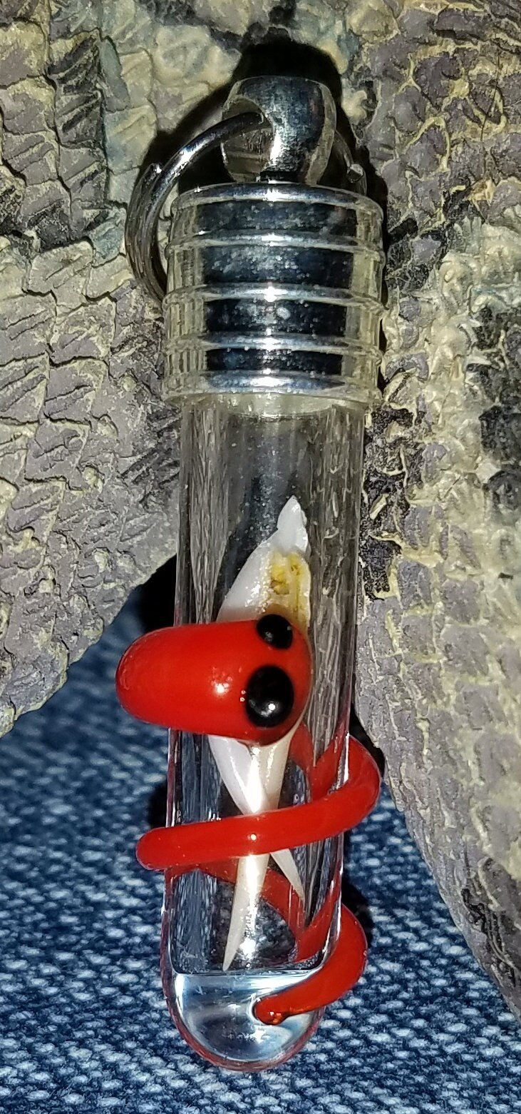 Western Diamondback Rattlesnake Fangs in Glass Vial Pendant - Etsy
