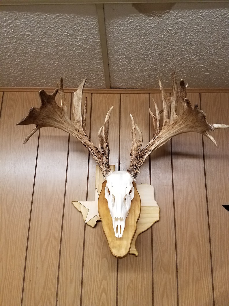 Texas Whitetail Deer European Mount Plaque - Etsy