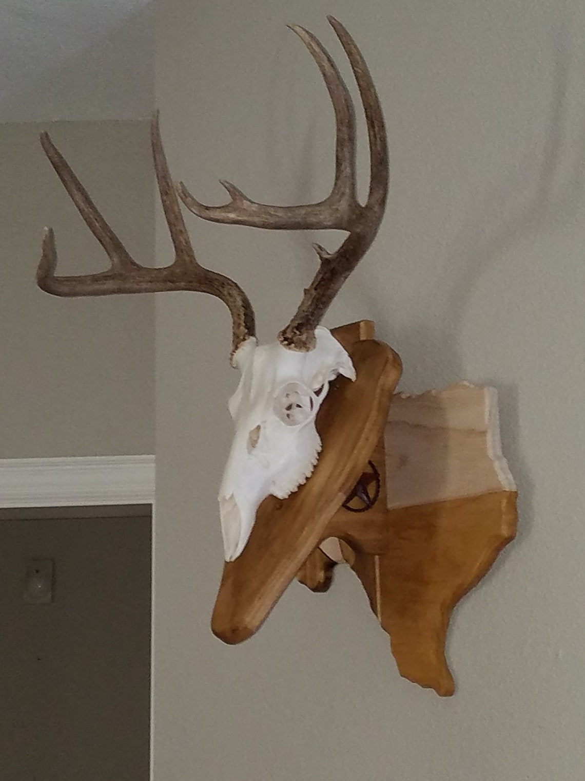 Texas Whitetail Deer European Mount Plaque - Etsy