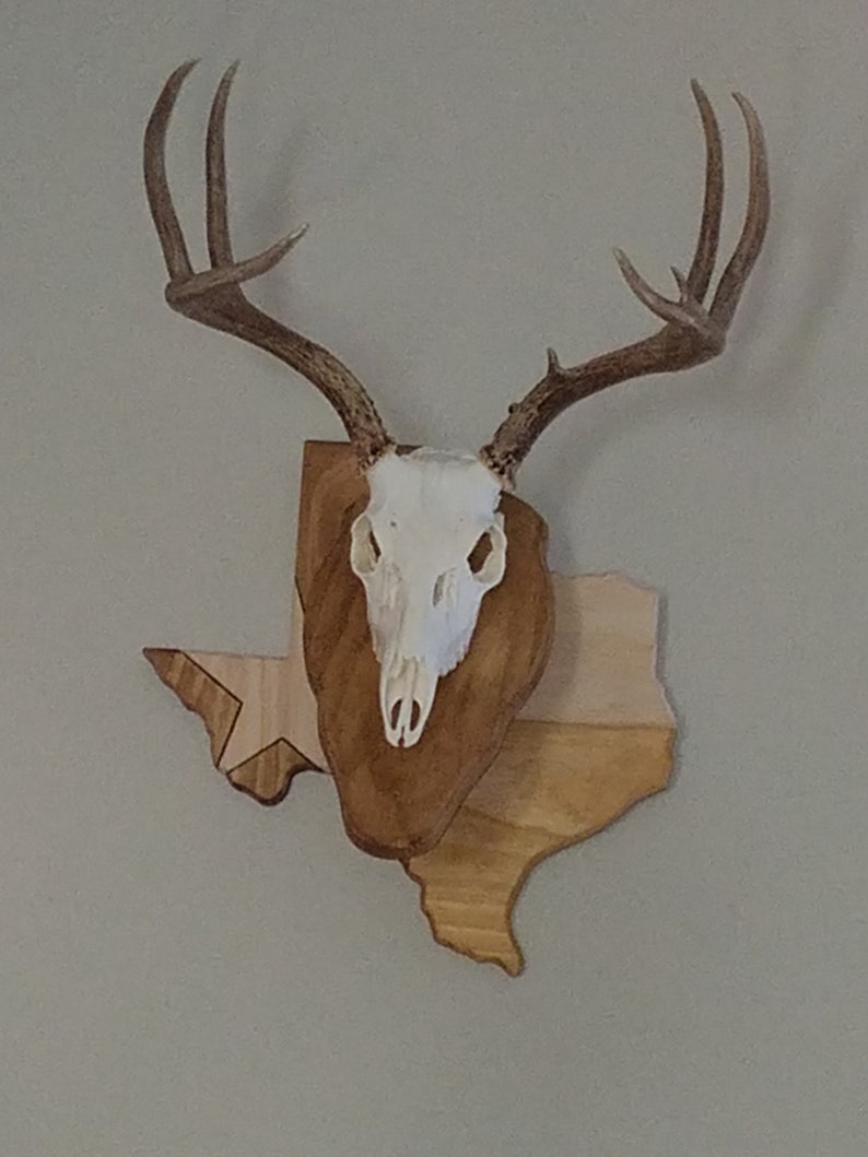 Texas Whitetail Deer European Mount Plaque - Etsy