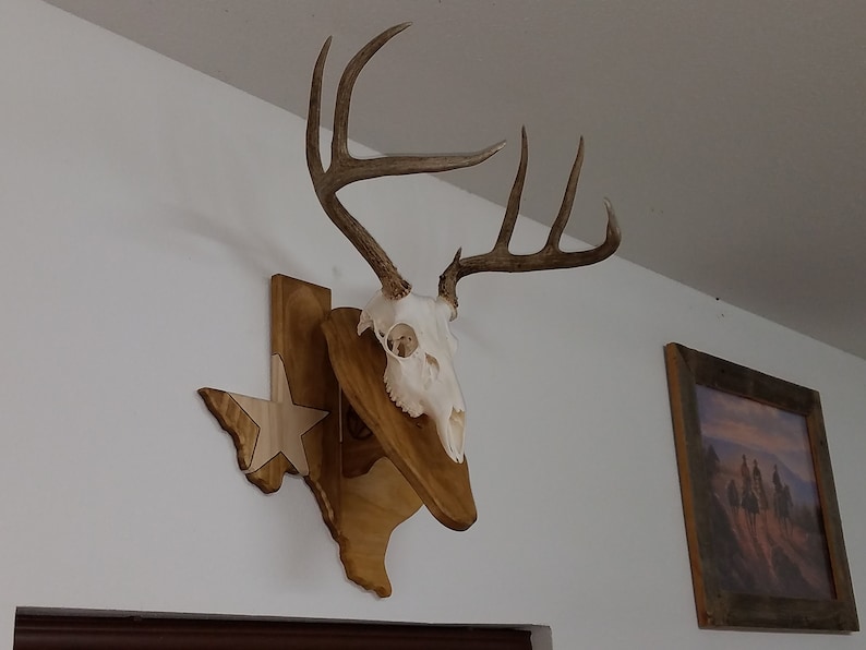 Texas Whitetail Deer European Mount Plaque - Etsy