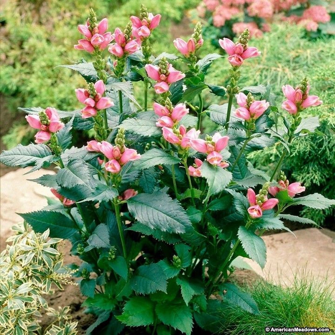 Turtle Head, CHELONE Lyonii HOT LIPS / Perennial / Bare Root / Only 6. ...