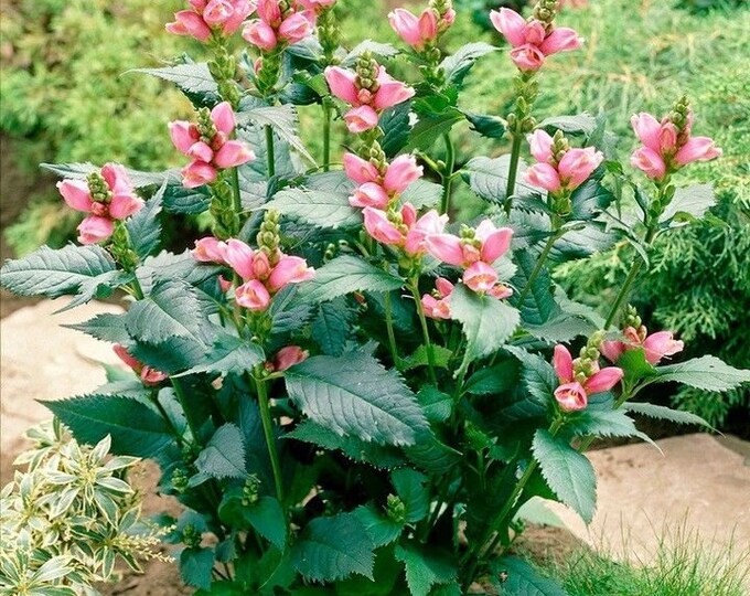 Turtle Head, CHELONE Lyonii HOT LIPS / Perennial / Bare Root / Only 6. ...