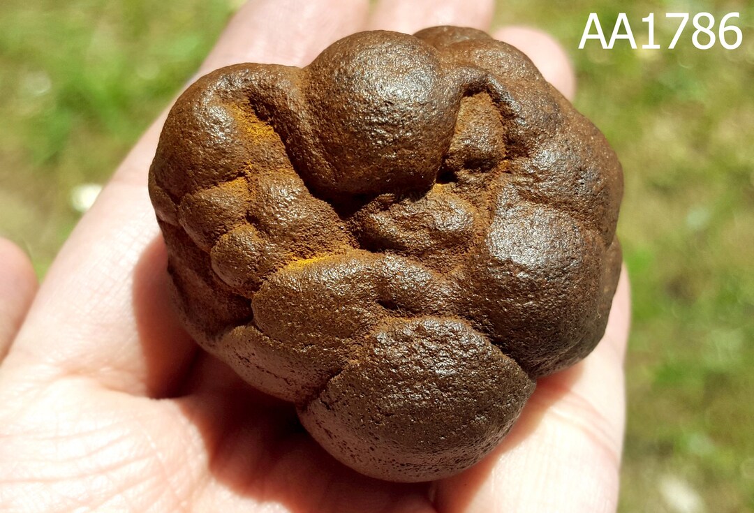 Rare Natural Bulging Brain Brown Leklai Powerful Amulet - Etsy