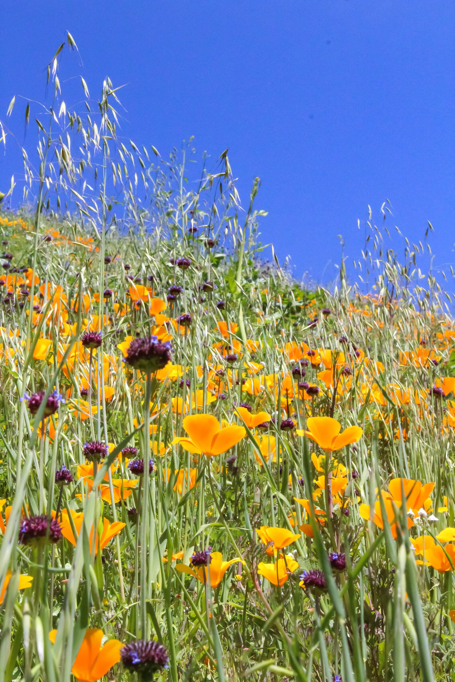 California Wildflowers Spring Bloom | Photography Print - Etsy