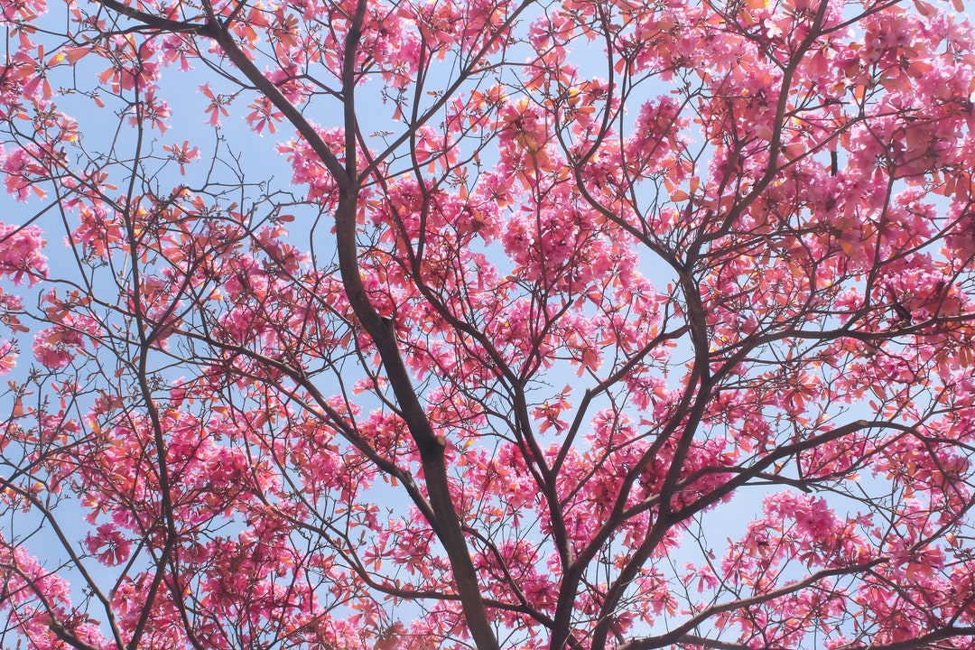 Cherry Blossom Tree Flowers Spring Blooming Pink | Photography Print - Etsy