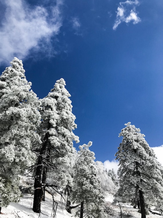 Winter Snow Pine Trees Big Bear California Photography Print - Etsy