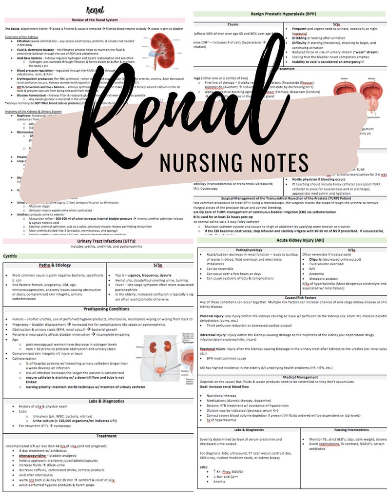 Renal System Study Guide Med Surg Nursing School Study Guide, Renal ...