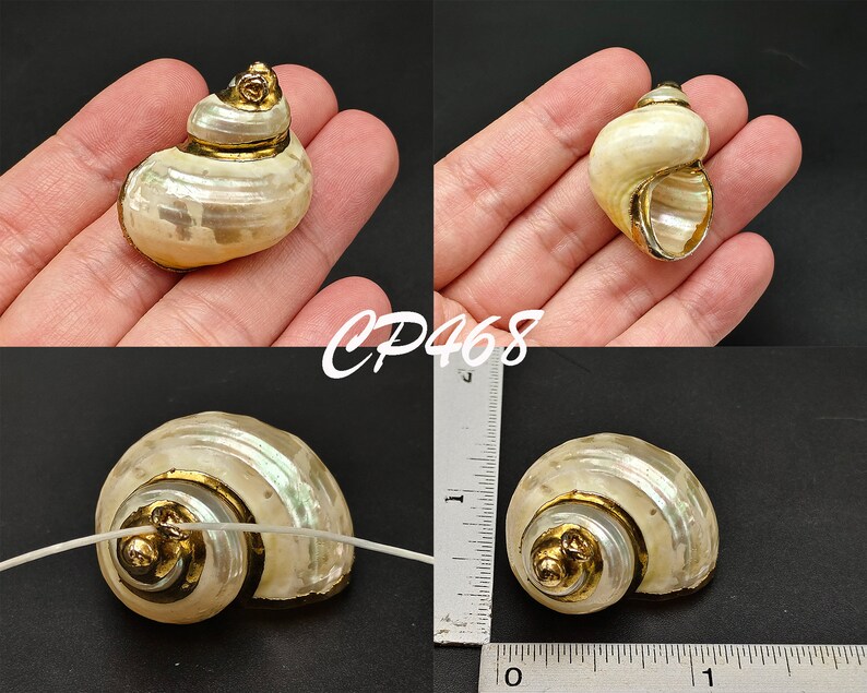Wonderful Rare Natural Turbo Shell Conch Snail Unique Pendant Ccp468c ...