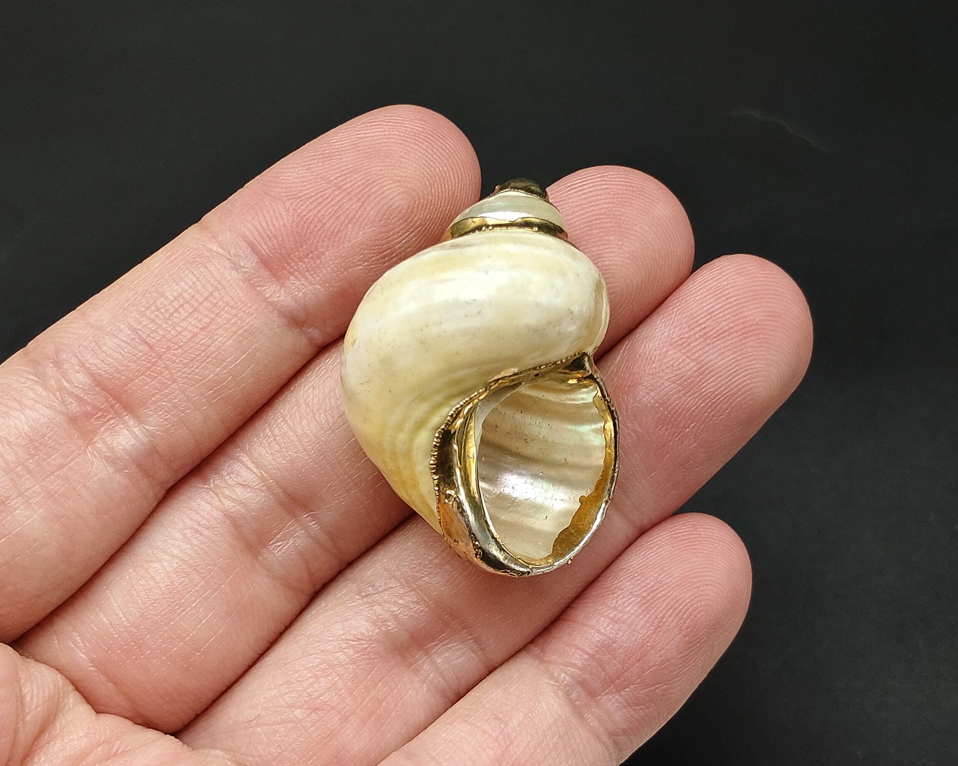 Wonderful Rare Natural Turbo Shell Conch Snail Unique Pendant Ccp468c ...