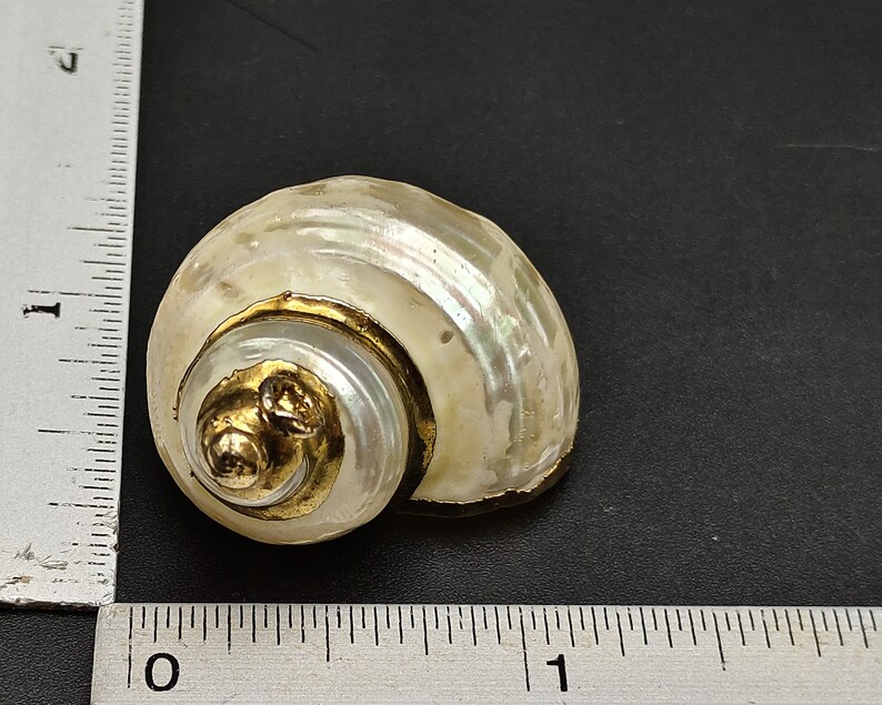 Wonderful Rare Natural Turbo Shell Conch Snail Unique Pendant Ccp468c ...