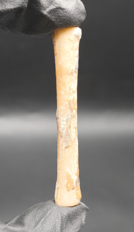 Ancient Neolithic Ice Age Fossil Bone Bead Pendant Ha… - Gem