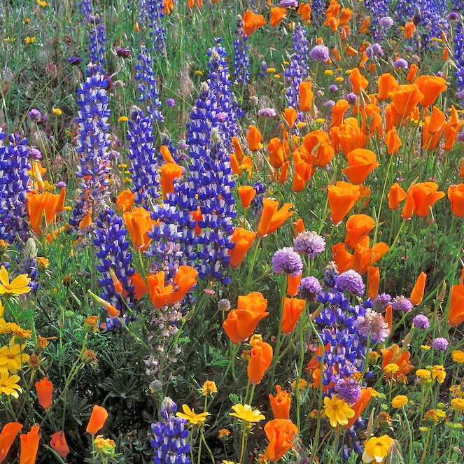 California Native Wildflower Seed Mix - Etsy