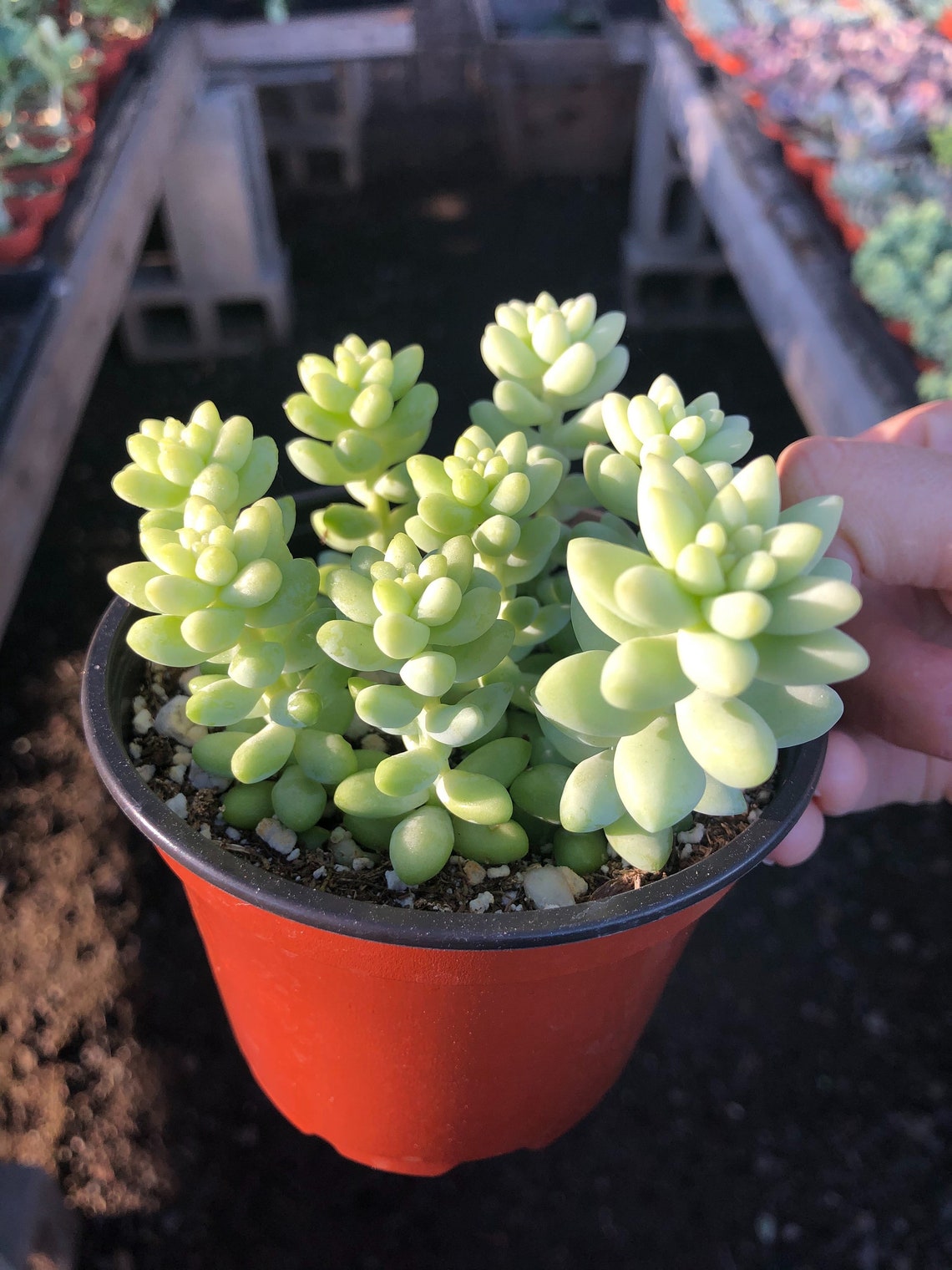 4'' Sedum Cola de Burro Burrito Planta Suculenta / - Etsy España