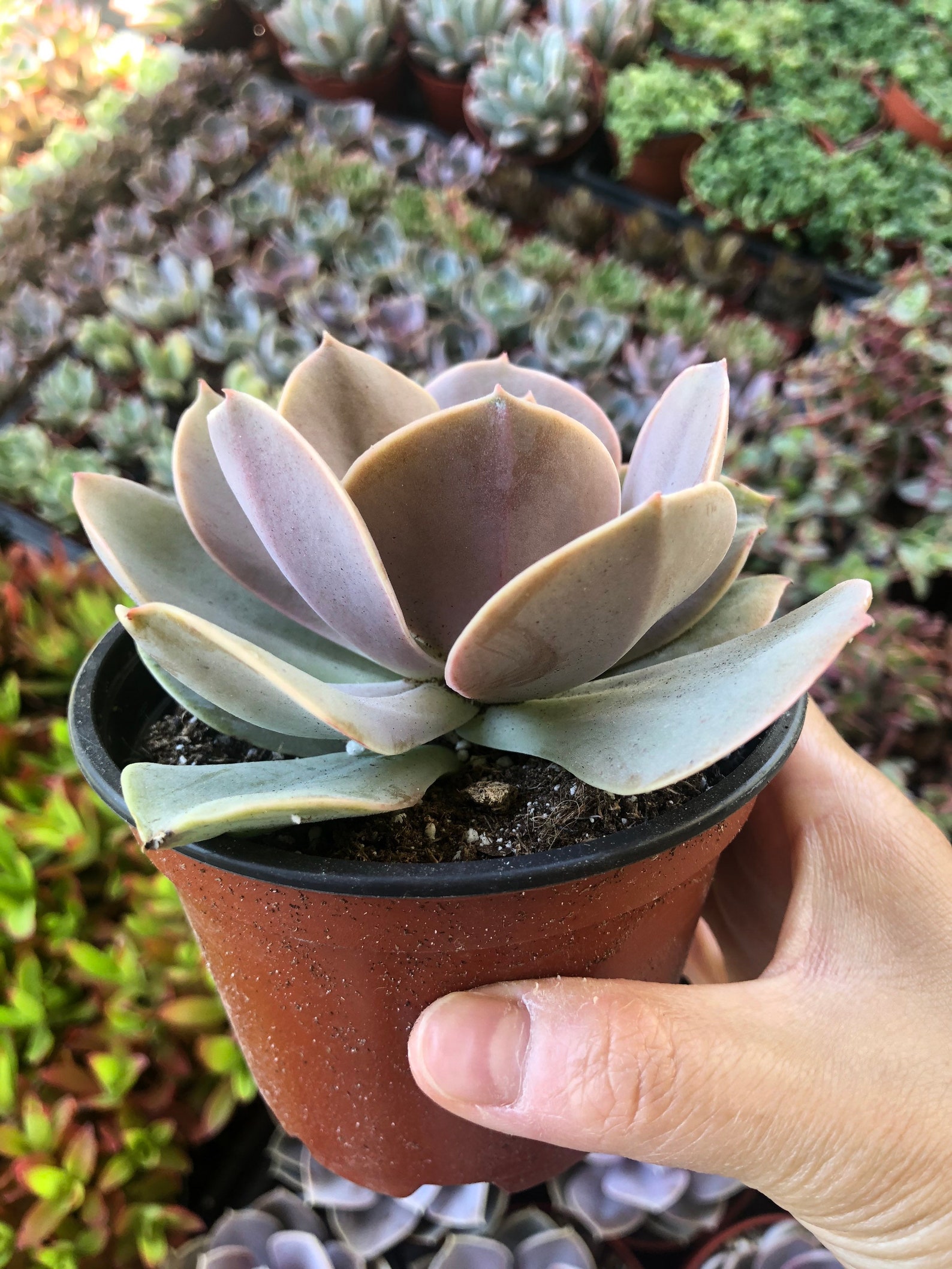 4 Echeveria Xanthe Rose Succulent Plant Fully Rooted - Etsy