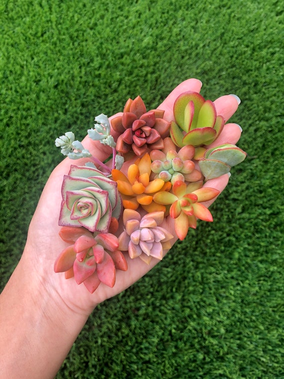 10 Colorful Baby Succulent Cuttings Succulent Cuttings - Etsy