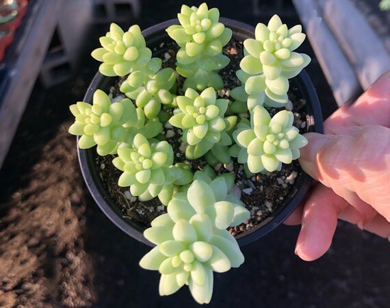 4'' Sedum Cola de Burro Burrito Planta Suculenta / - Etsy España