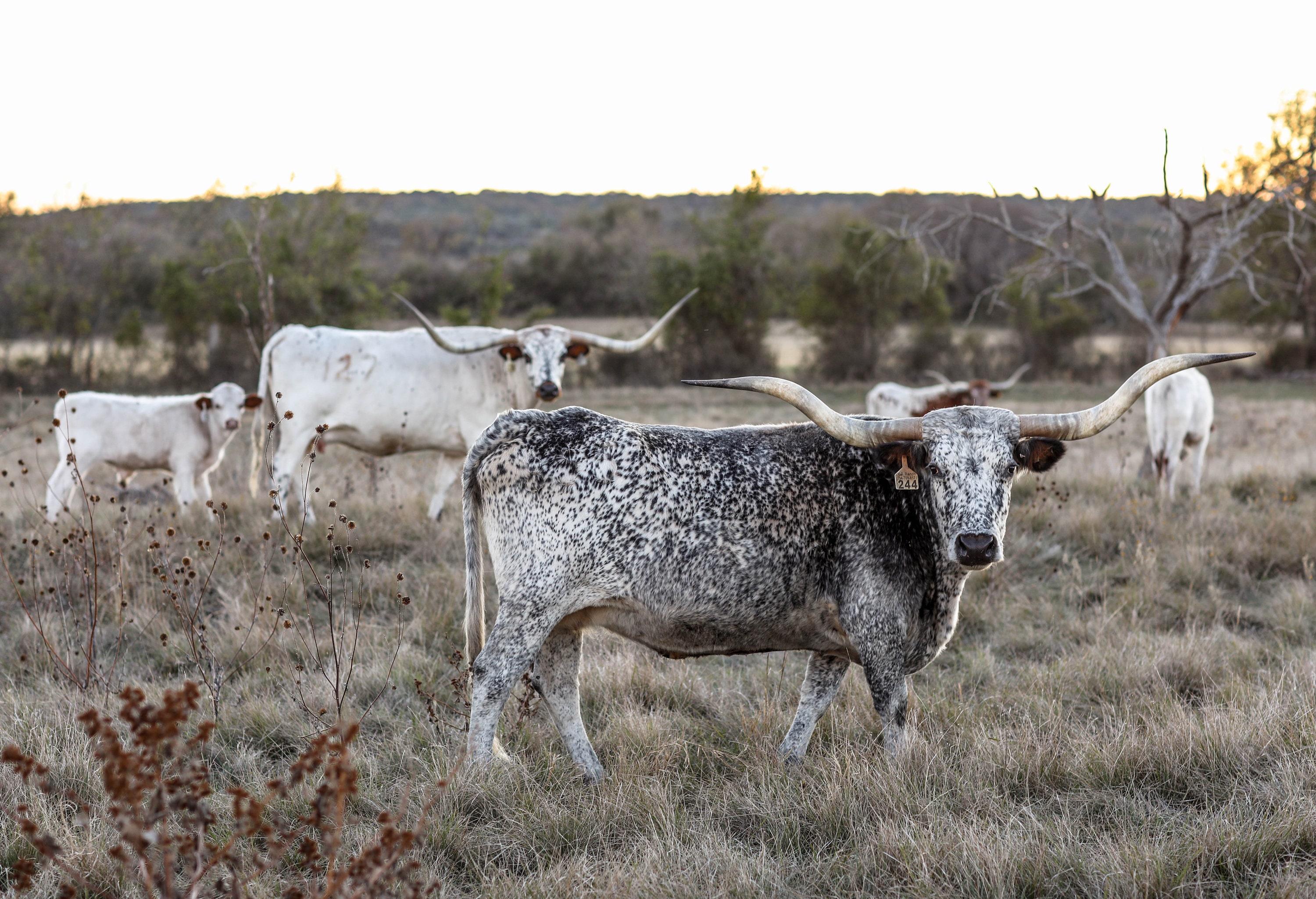 Texas Longhorn Print - Etsy