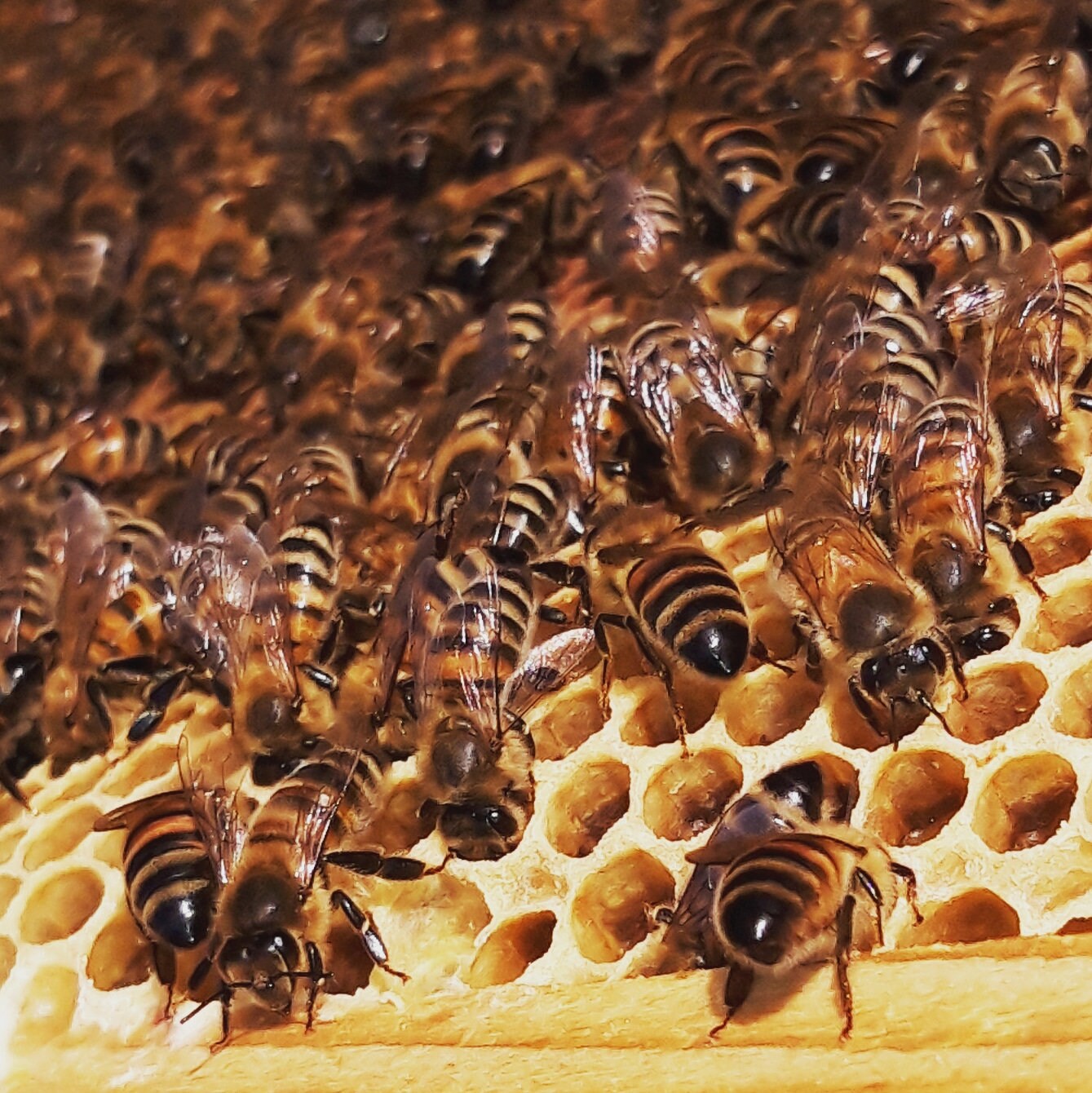 Pure Triple Filtered Beeswax Melt Block, Honey Bee and Honey Comb ...