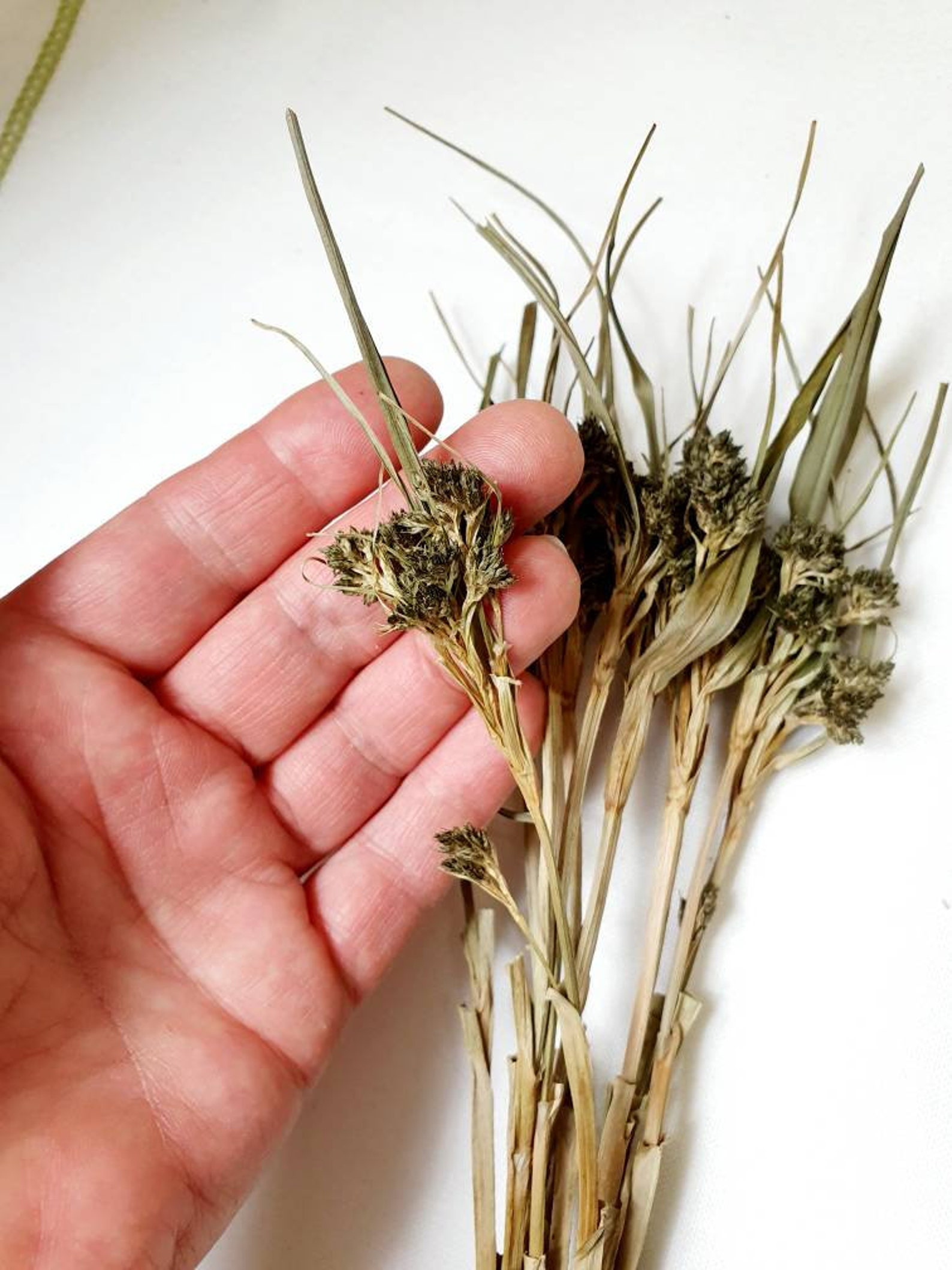 Set of 7 Grass 37 Cm Decorative Natural Dried Grasses - Etsy
