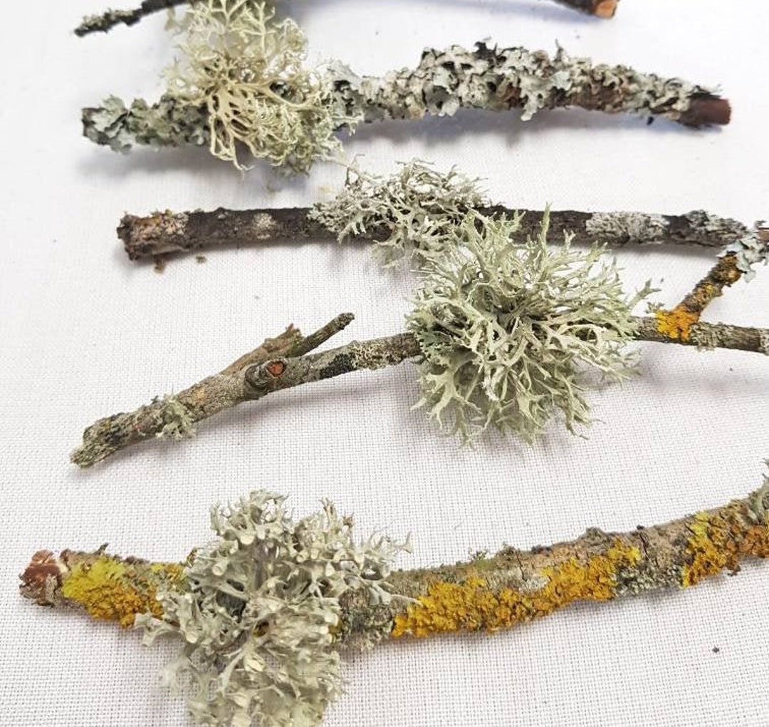 5 Silver Lichen Moss Branches - Etsy