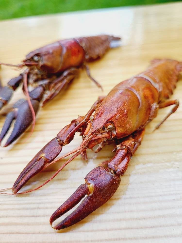 Dried Real Crawfish Crayfish for Resin Epoxy Projects - Etsy