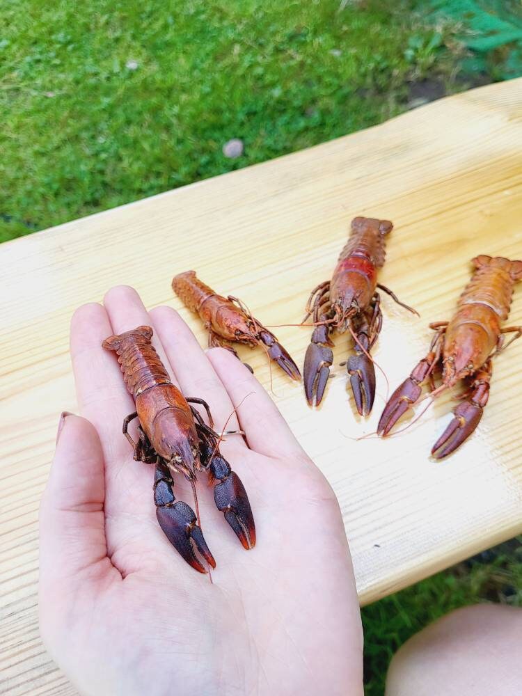 Dried Real Crawfish Crayfish for Resin Epoxy Projects - Etsy