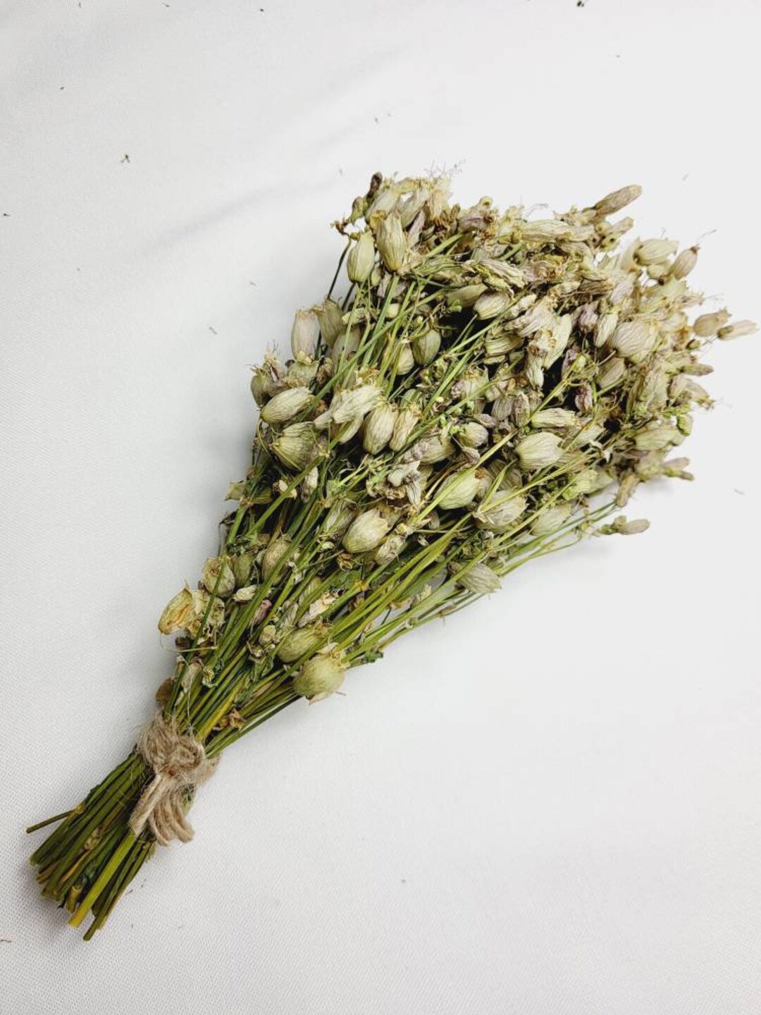 Dried Bunch of Bladder Champion Flowers - Etsy