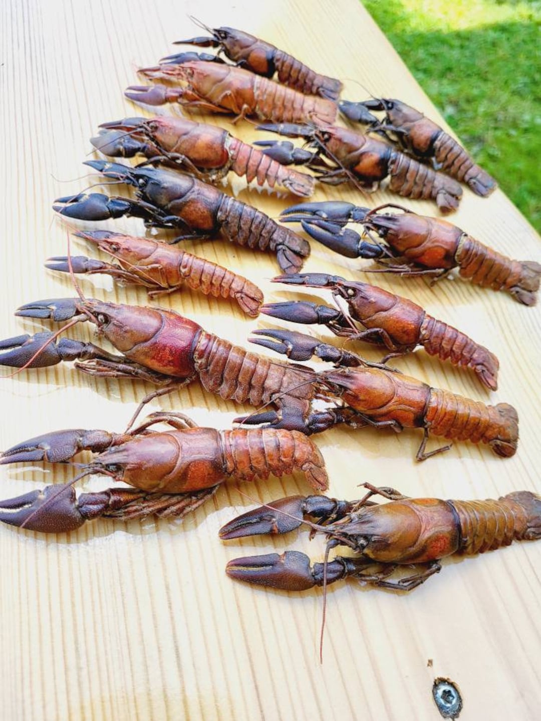 Dried Real Crawfish Crayfish for Resin Epoxy Projects - Etsy