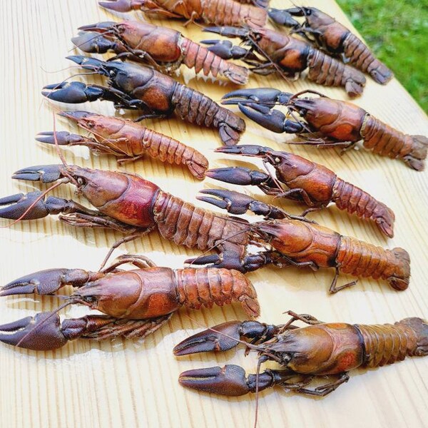 Crayfish - Etsy