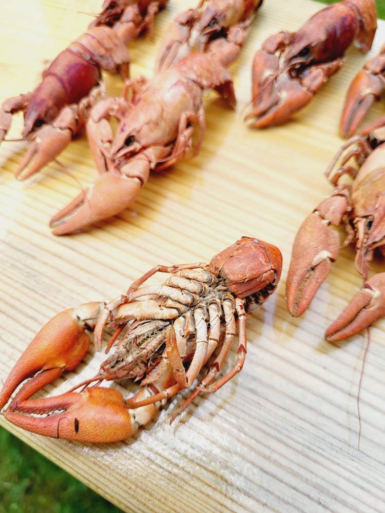 Dried Real Crawfish Crayfish for Resin Epoxy Projects - Etsy