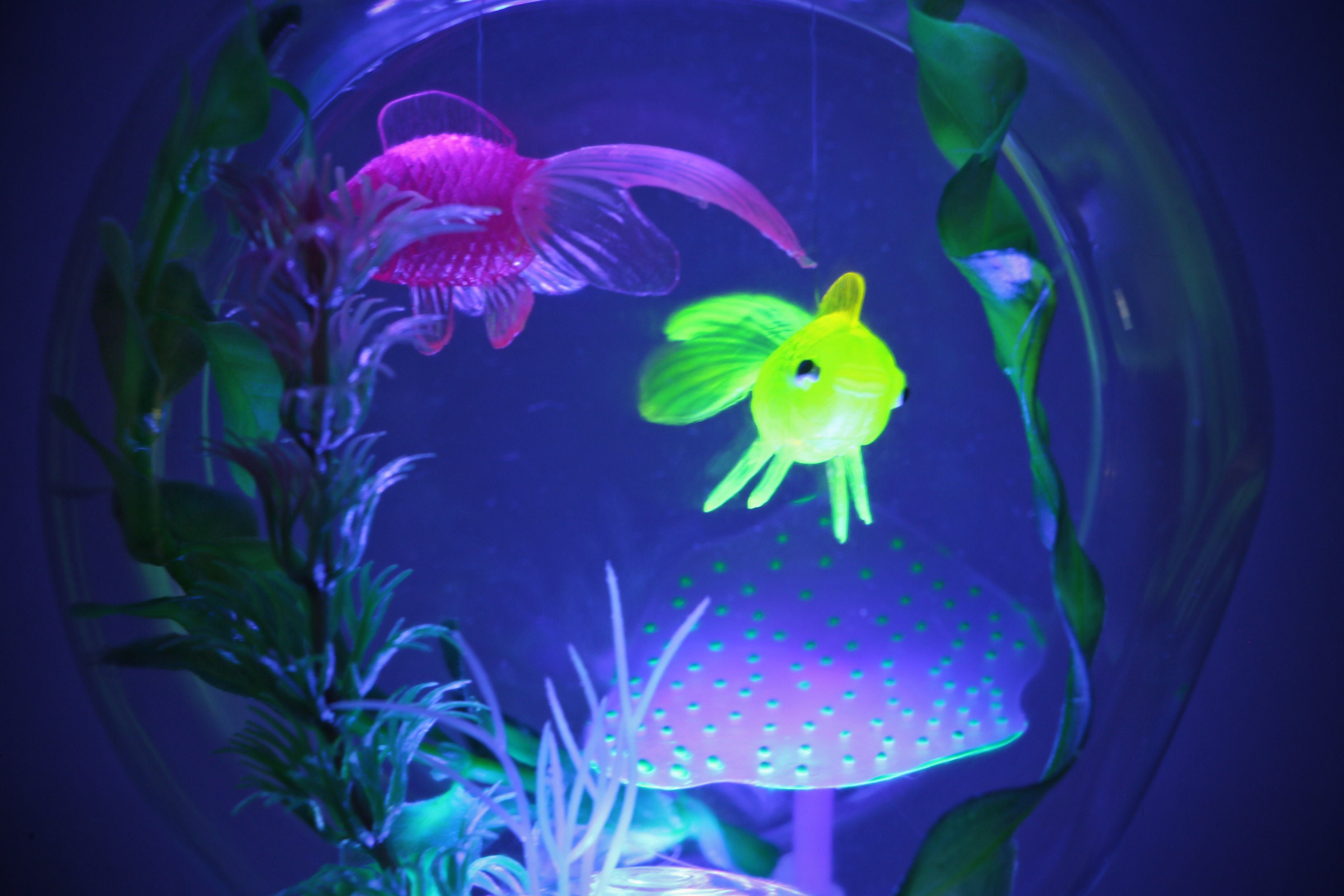 Fish-bowl Lamp: Tropical Edition - Etsy