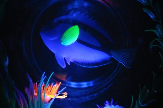 Royal Blue Tang Fish-bowl Lamp - Etsy