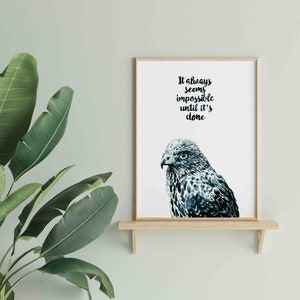 Hawk, 29,7x42 Cm, Hawk Print, Falke, Fine Art, Hawk Bird, Animal Print ...
