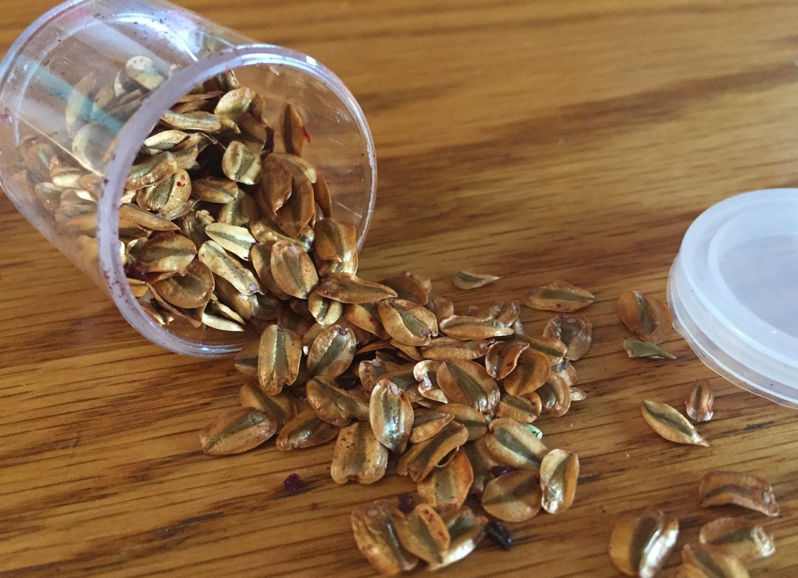 Giant Sequoia Tree Seeds Cones of The Big Tree. Seeds Were - Etsy