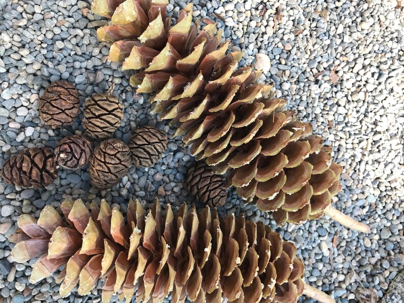 Sugar Pine Cones With Giant Sequoia Cones Spring 2025 - Etsy