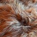 Ginger Icelandic Dyed Genuine Sheepskin Lambskin Sheep Skin Rug Pelt ...