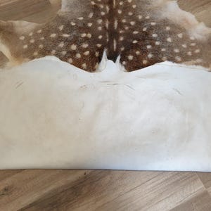 European Fallow Deer Hides 100% Natural XL Size, Beautiful Decoration ...