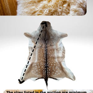 Amazing Unique European Fallow Deer Hides 100% Natural XL Size, Unique ...