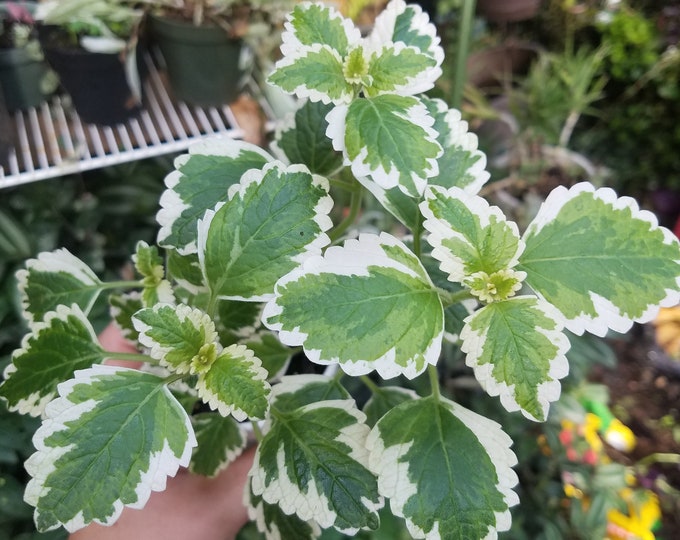 Plectranthus Coleoides Variegated Swedish Ivy Live Plant Houseplant - Etsy