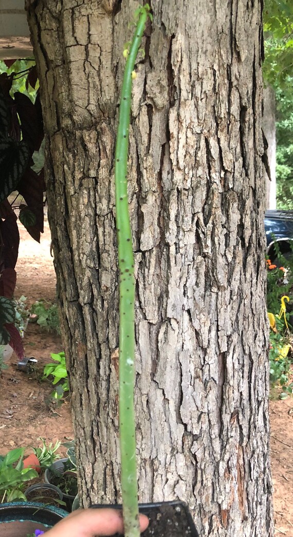 Plants Succulent Flowering Shrub Spurge Stick Plant LIVE Starter Plant ...