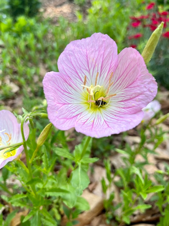 Pink Evening Primrose Plant