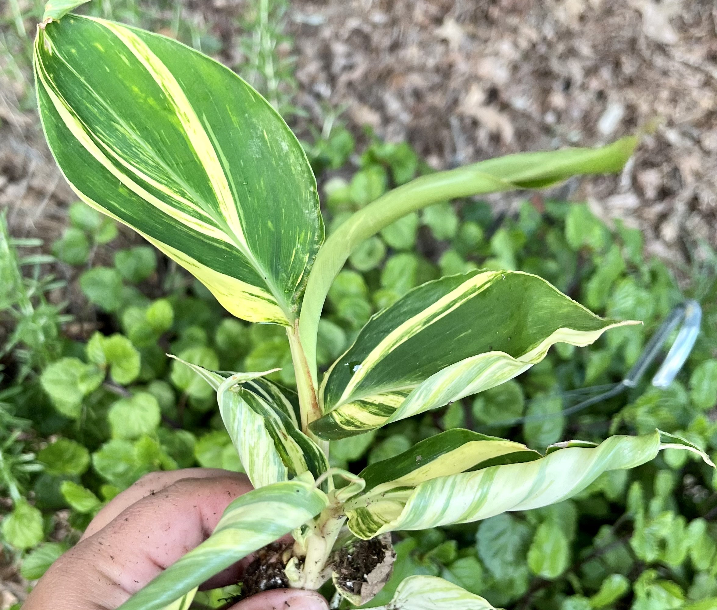Variegated Shell Ginger Live Plant Houseplant - Etsy