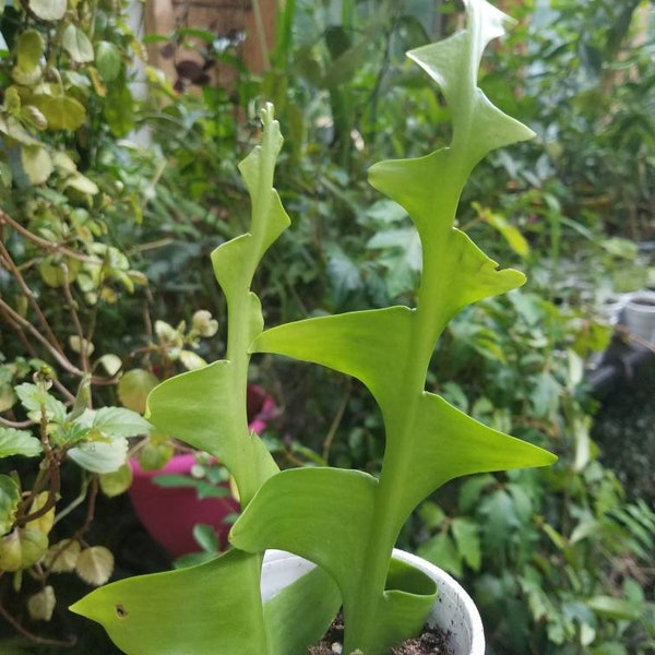 Fern Leaf Cactus - Etsy