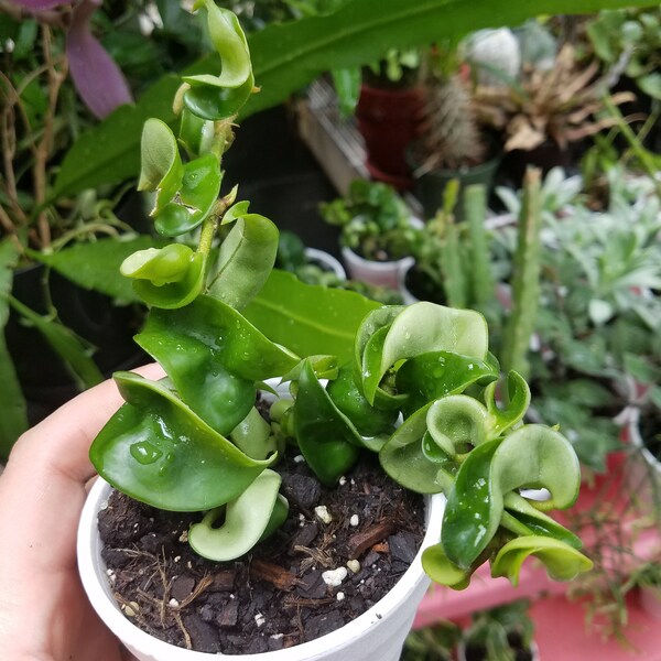 Hindu Rope Plant - Etsy