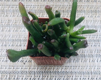 Finger Jade Plant - Etsy